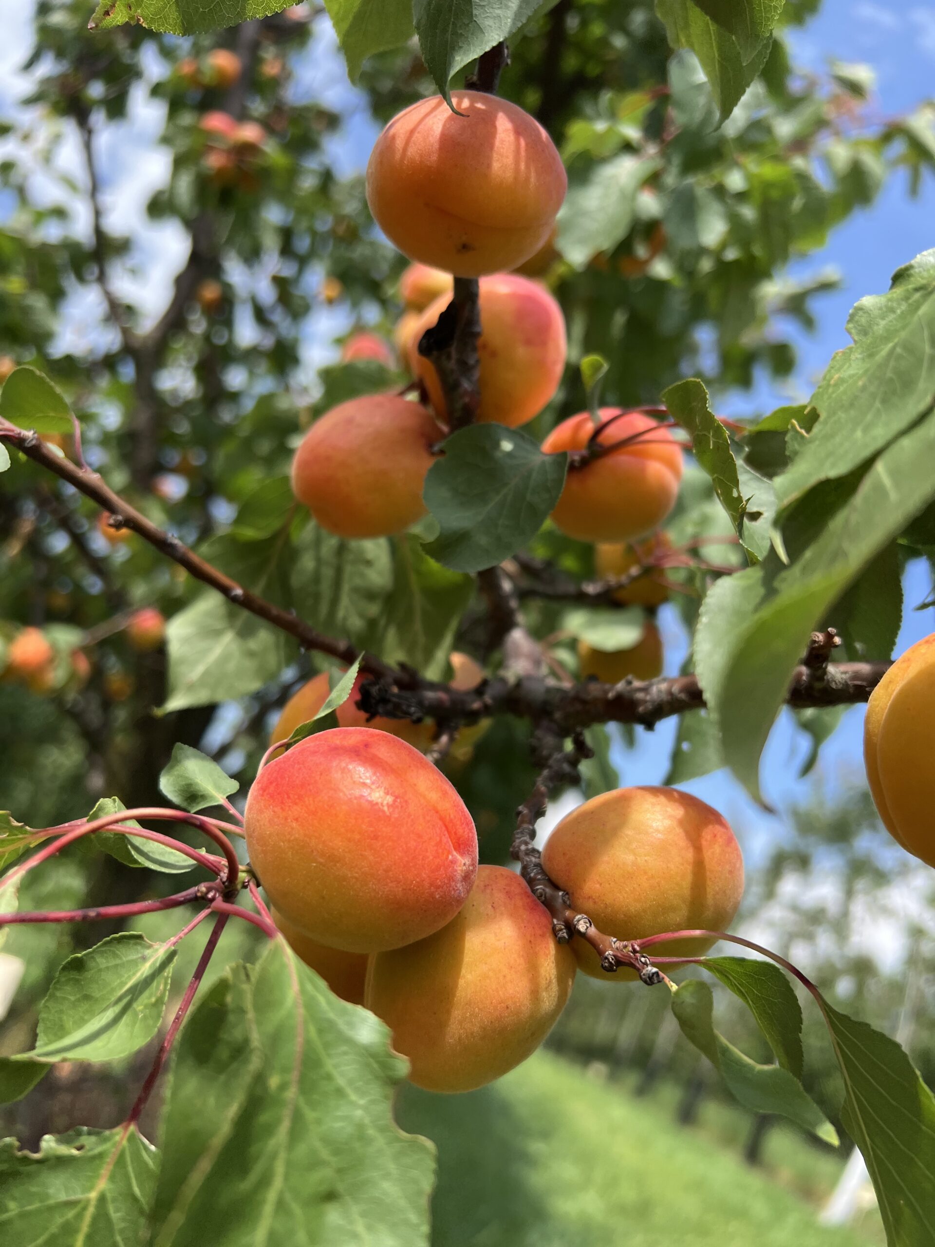 Frisch geerntete Obstvielfalt aus dem Weinviertel: Schreibers Obst- und ...